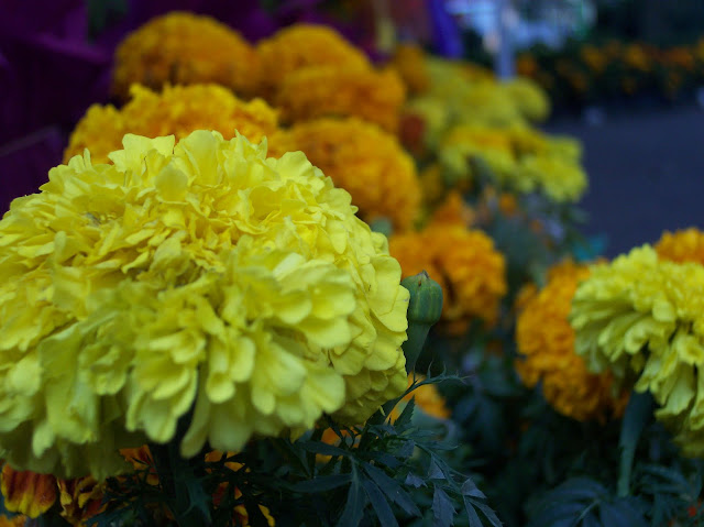 Flor de los Muertos - BOTÀNIC SERRAT