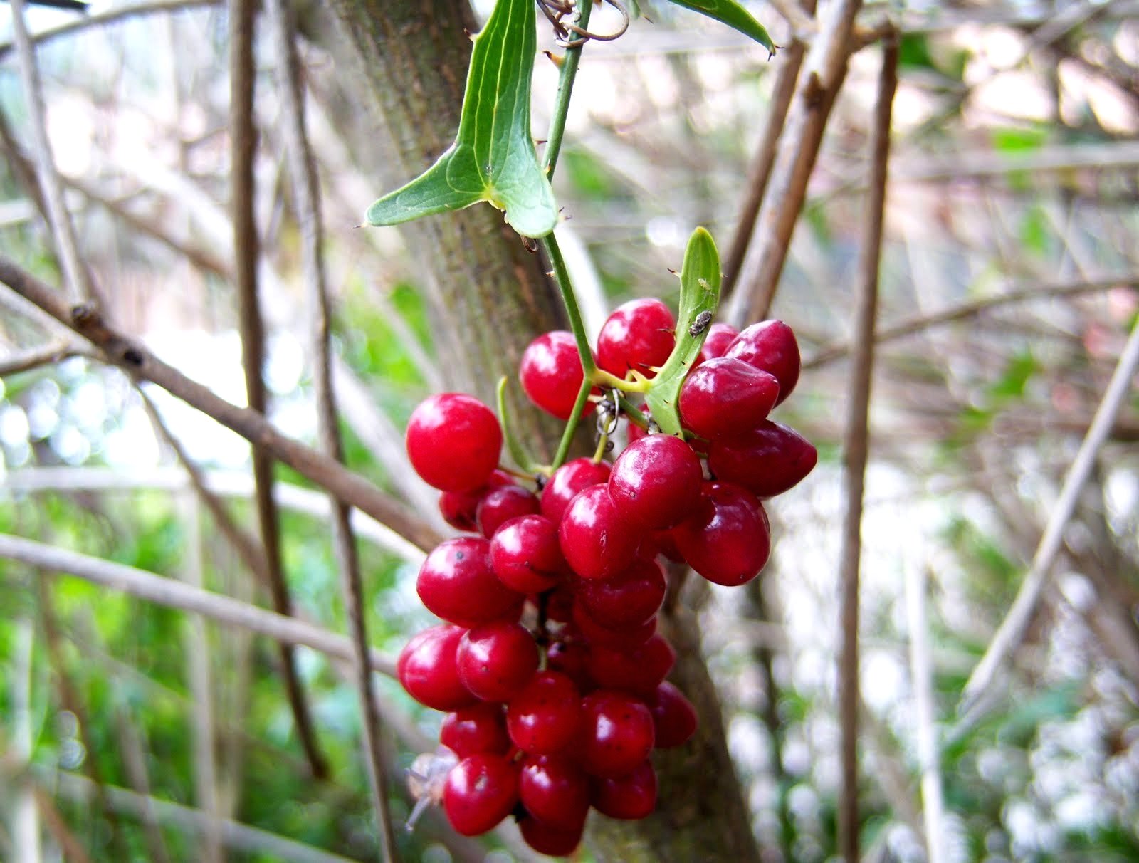 ZARZAPARRILLA receta - BOTÀNIC SERRAT
