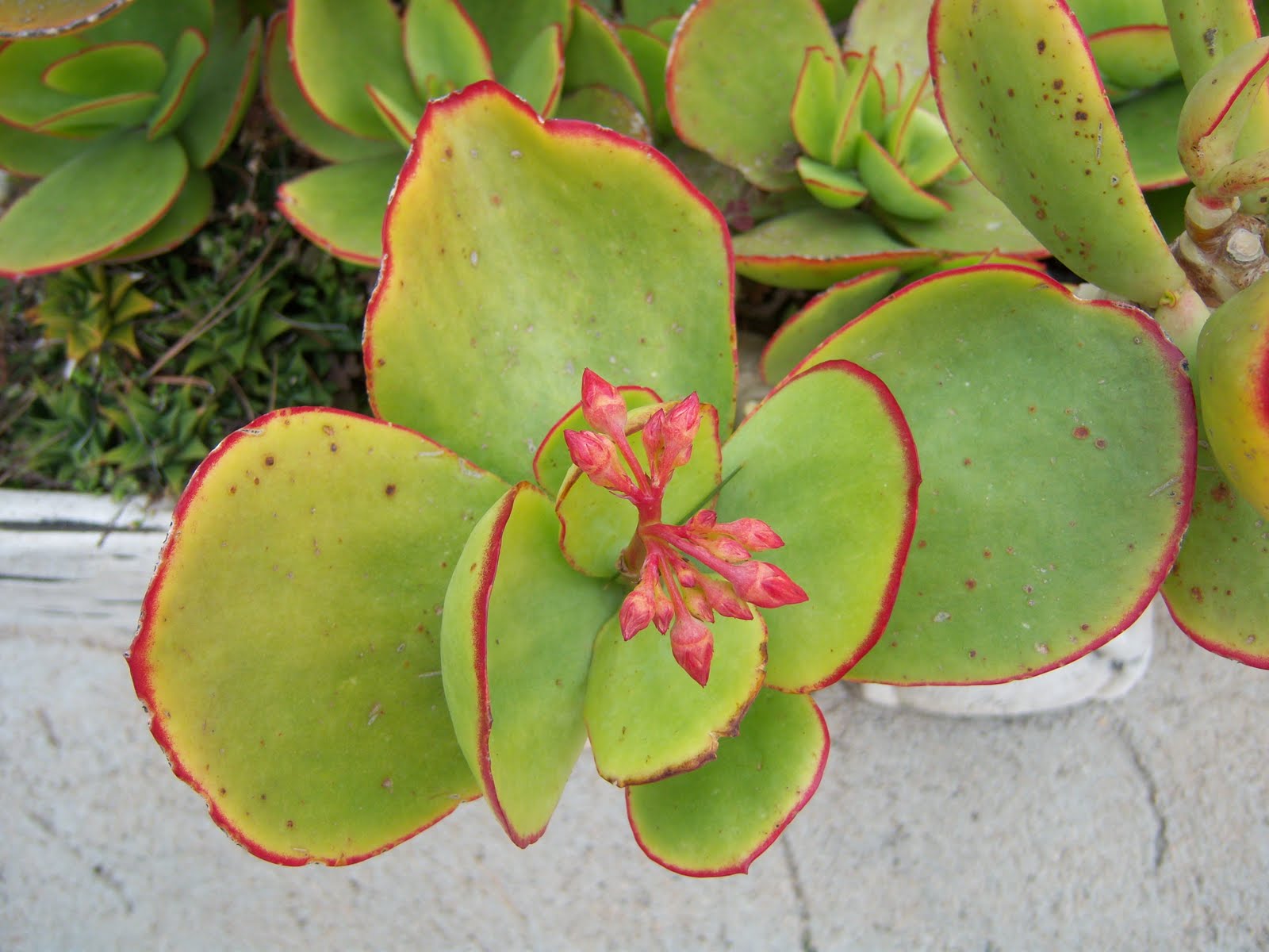 COTILEDON - BOTÀNIC SERRAT