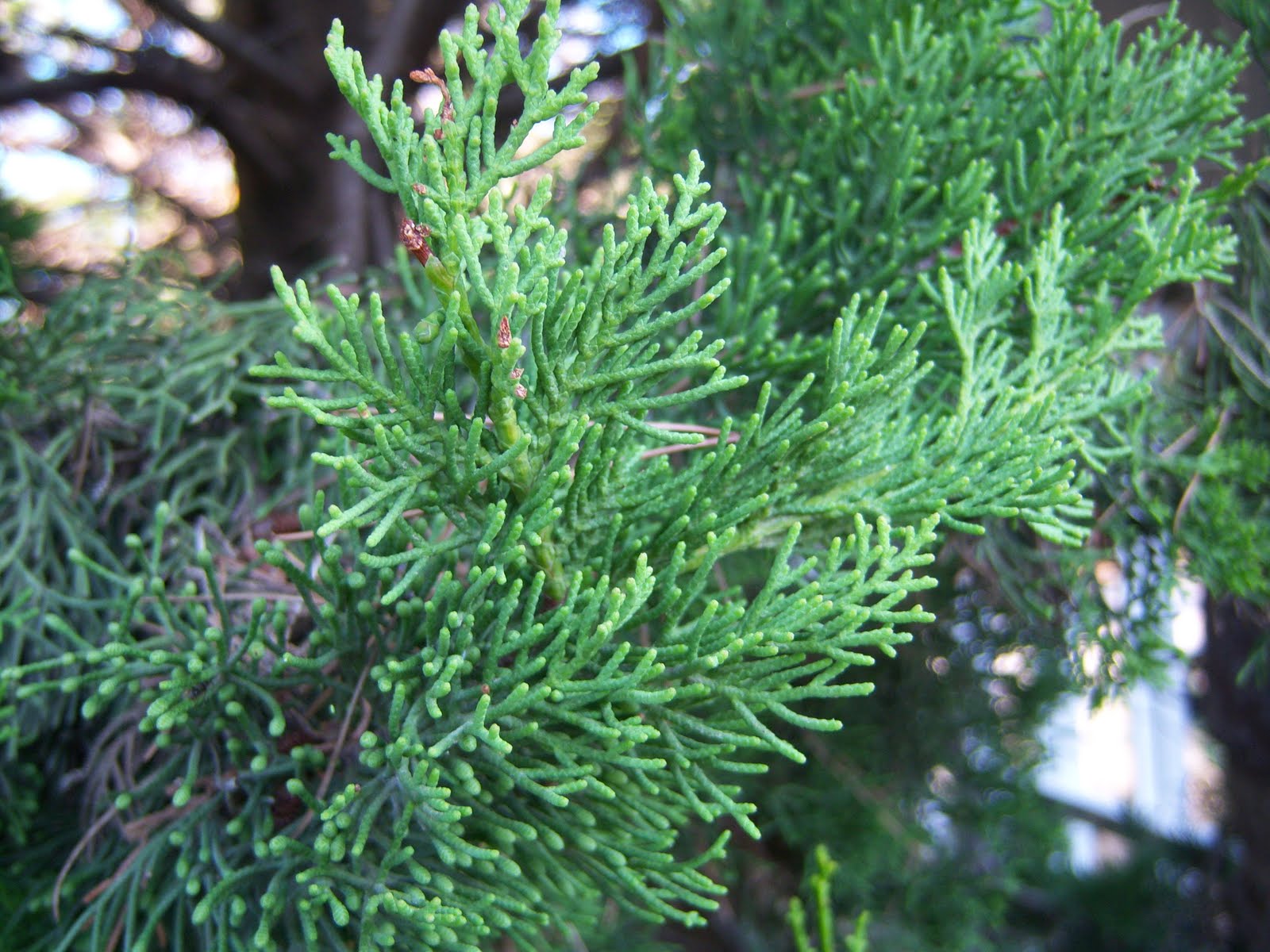 CIPRES - BOTÀNIC SERRAT