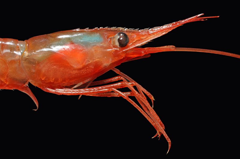 Grønlands Naturinstituts surveyblog: Lidt mere om dybhavsrejen ...