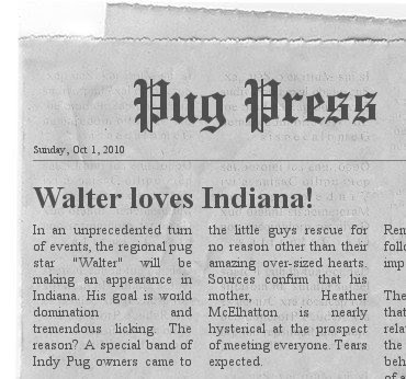 Walter the Miracle Pug