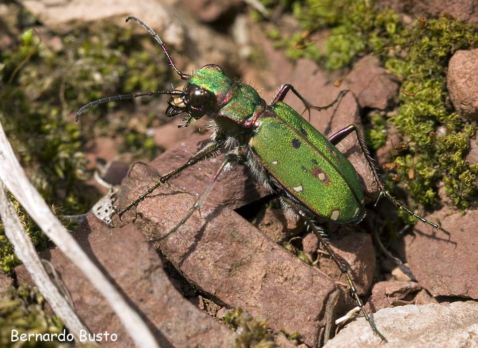 RÍA DE LA VILLA: Cicindela