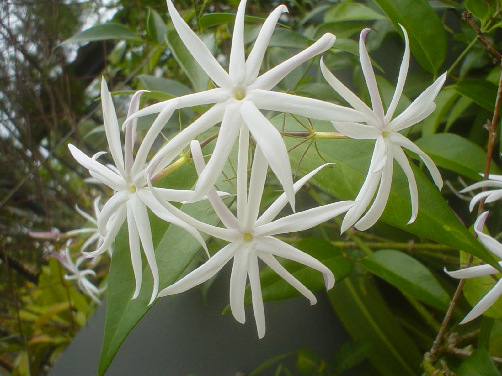 Little Green Villa: myat lay jasmine