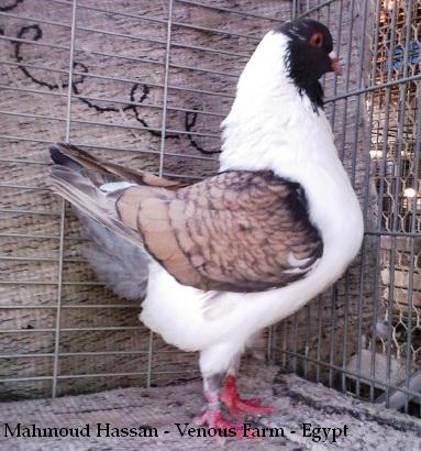 fancy pigeon gallery: Modena Pigeon photo