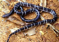 HTSRP ORGNATION TO SAVE THE ANIMALS: INTRODUCTION TO SNAKES OF INDIA ...