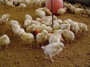 chensonsport: Broiler production: breeding and management