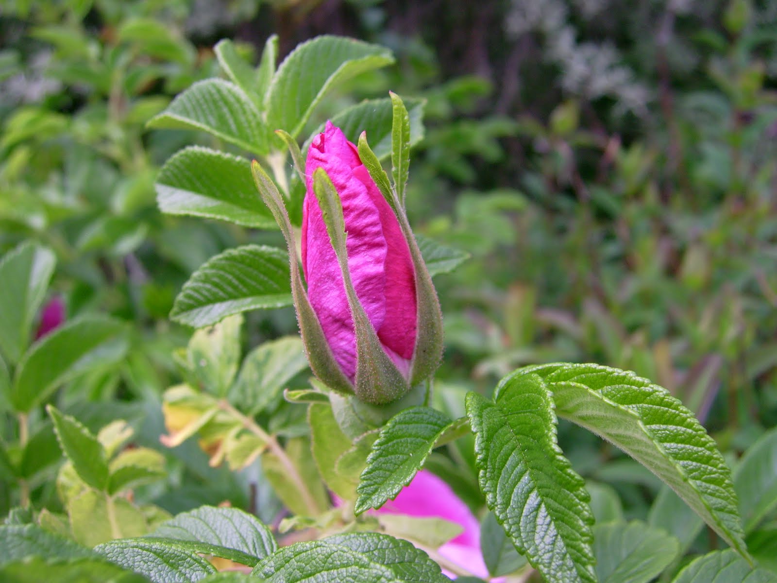 Balawou: L'églantine