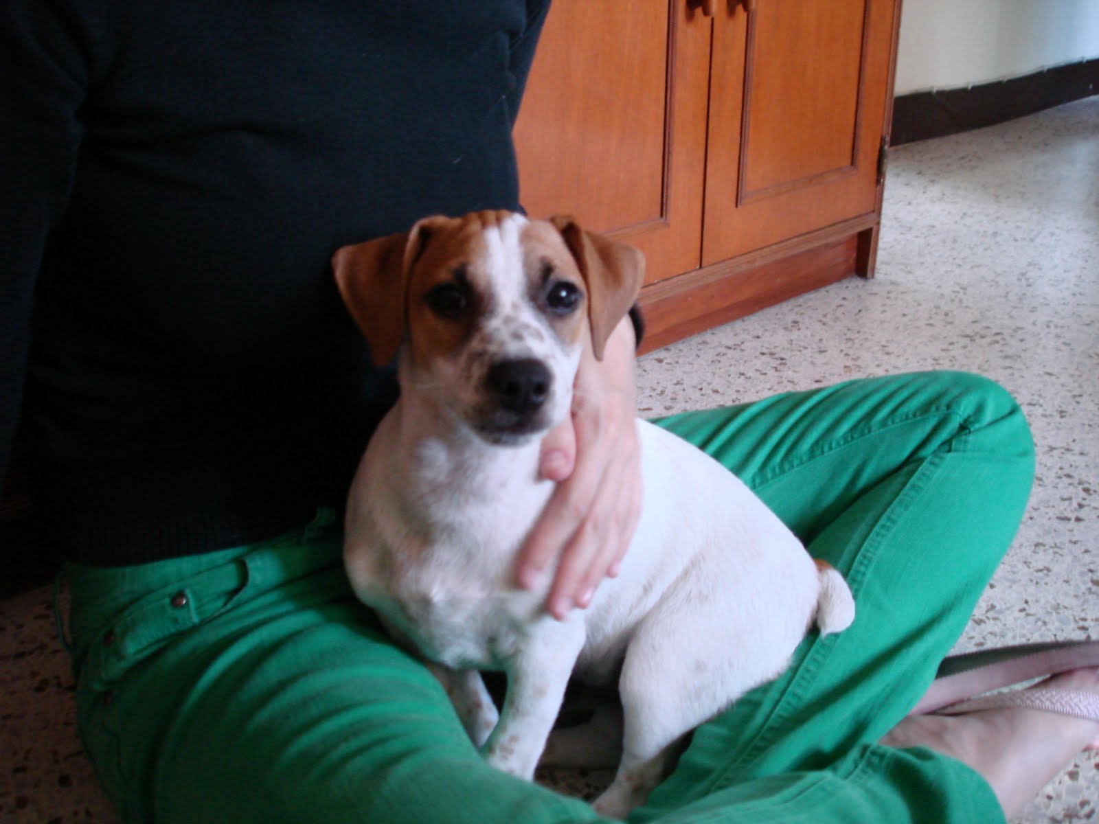 Aerogaby: Entrevista a Tony el Terrier, mi nuevo perrito