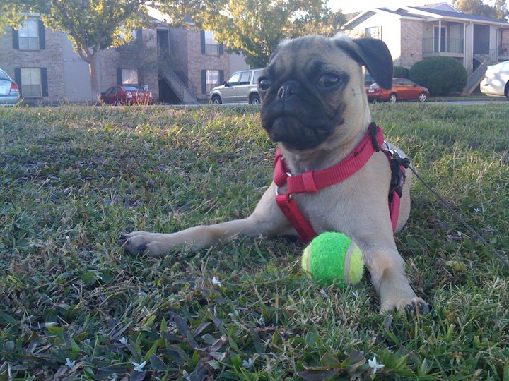 Percy The Pug: Juicy Pug Farts