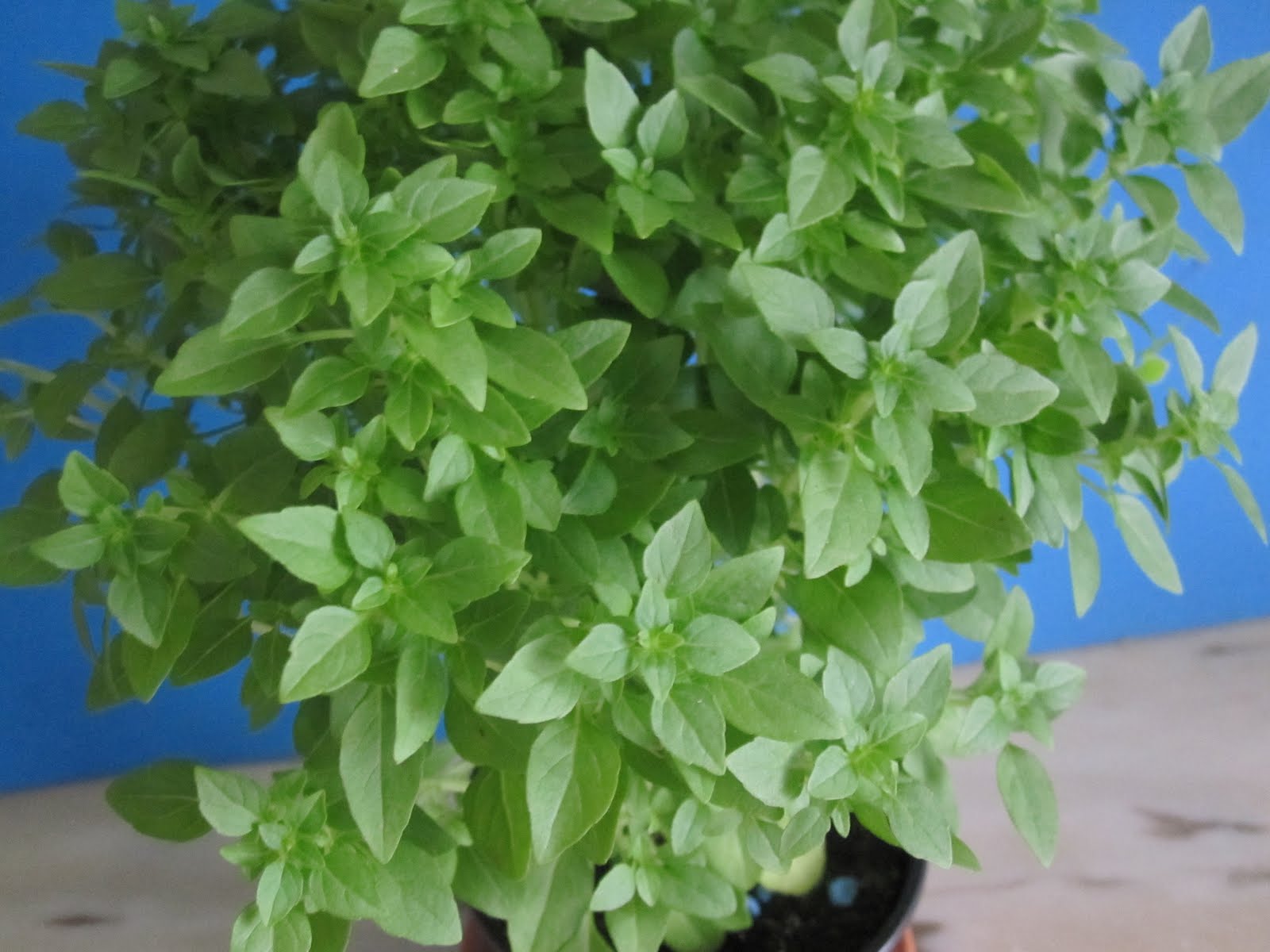 Giao Natura: O MANJERICÃO E O MANJERICO