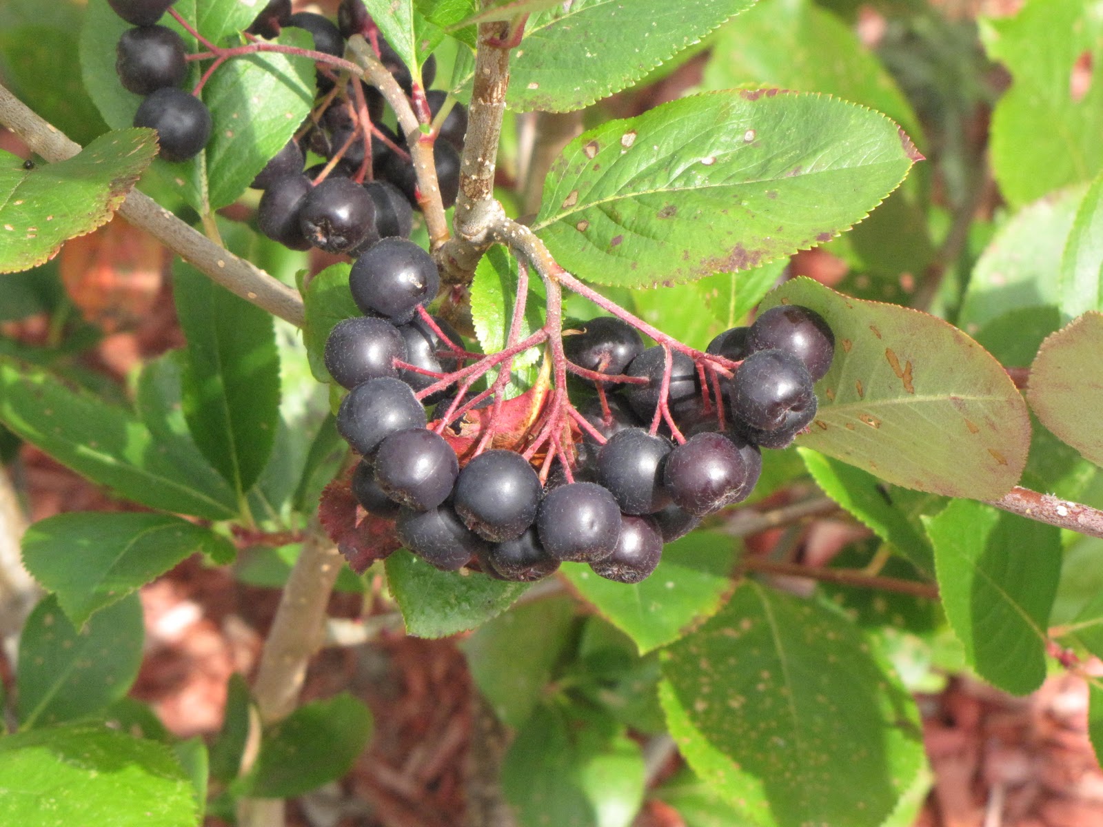 Le Blogue à Zonzon de Saint-Zacharie!: Aronie noire melanocarpa