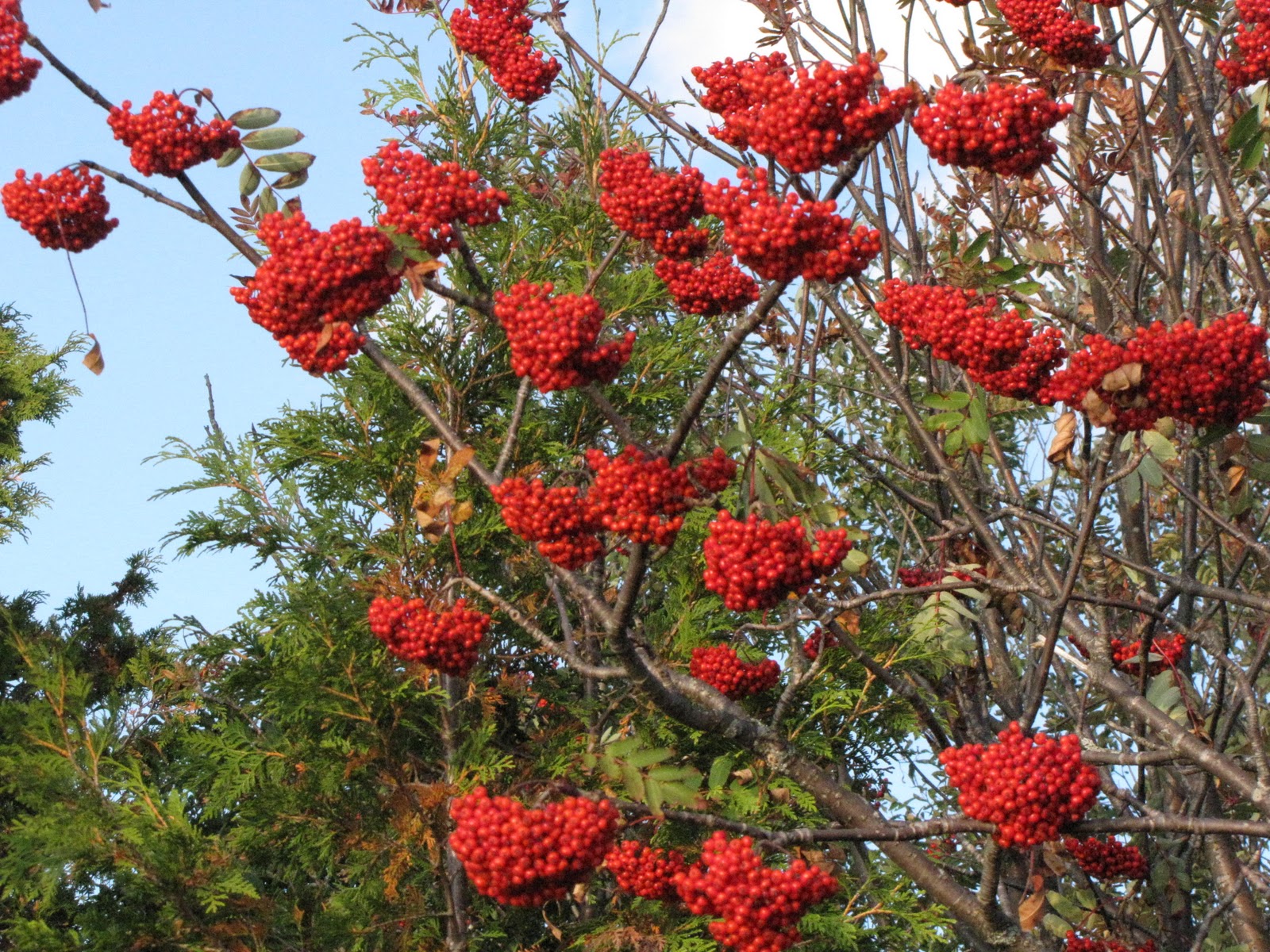 Le Blogue à Zonzon : Sorbier des oiseaux