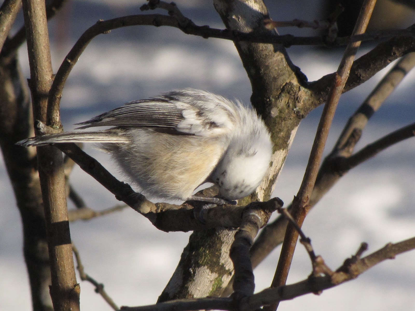 Le Blogue à Zonzon : Mésange à tête noire leucique et définition ...