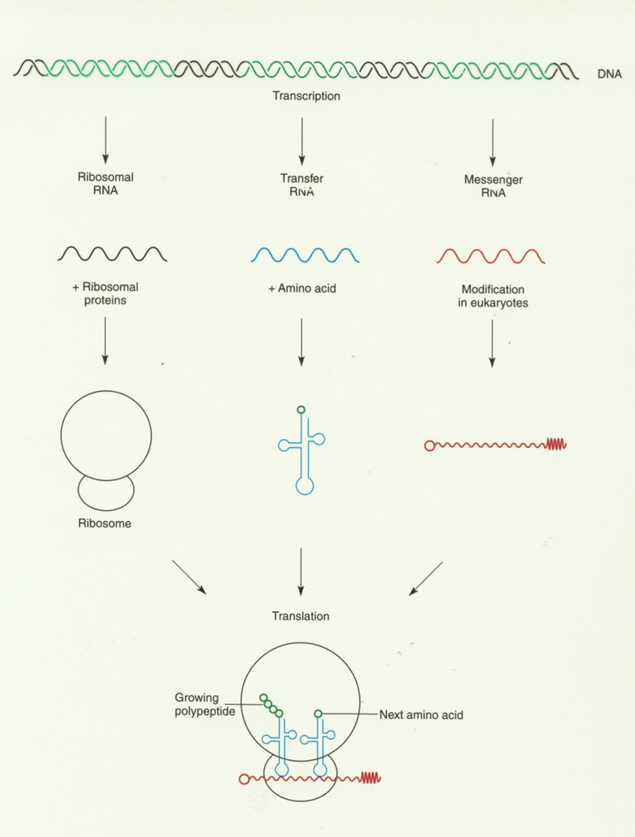 Macam RNA | BELAJAR BIOLOGI