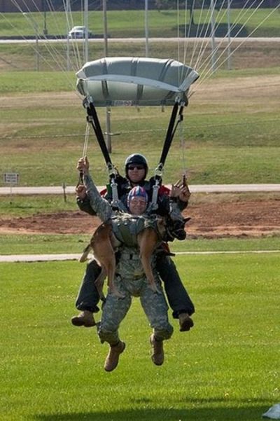 Forwarded Messages and Pictures: Skydiving Dog