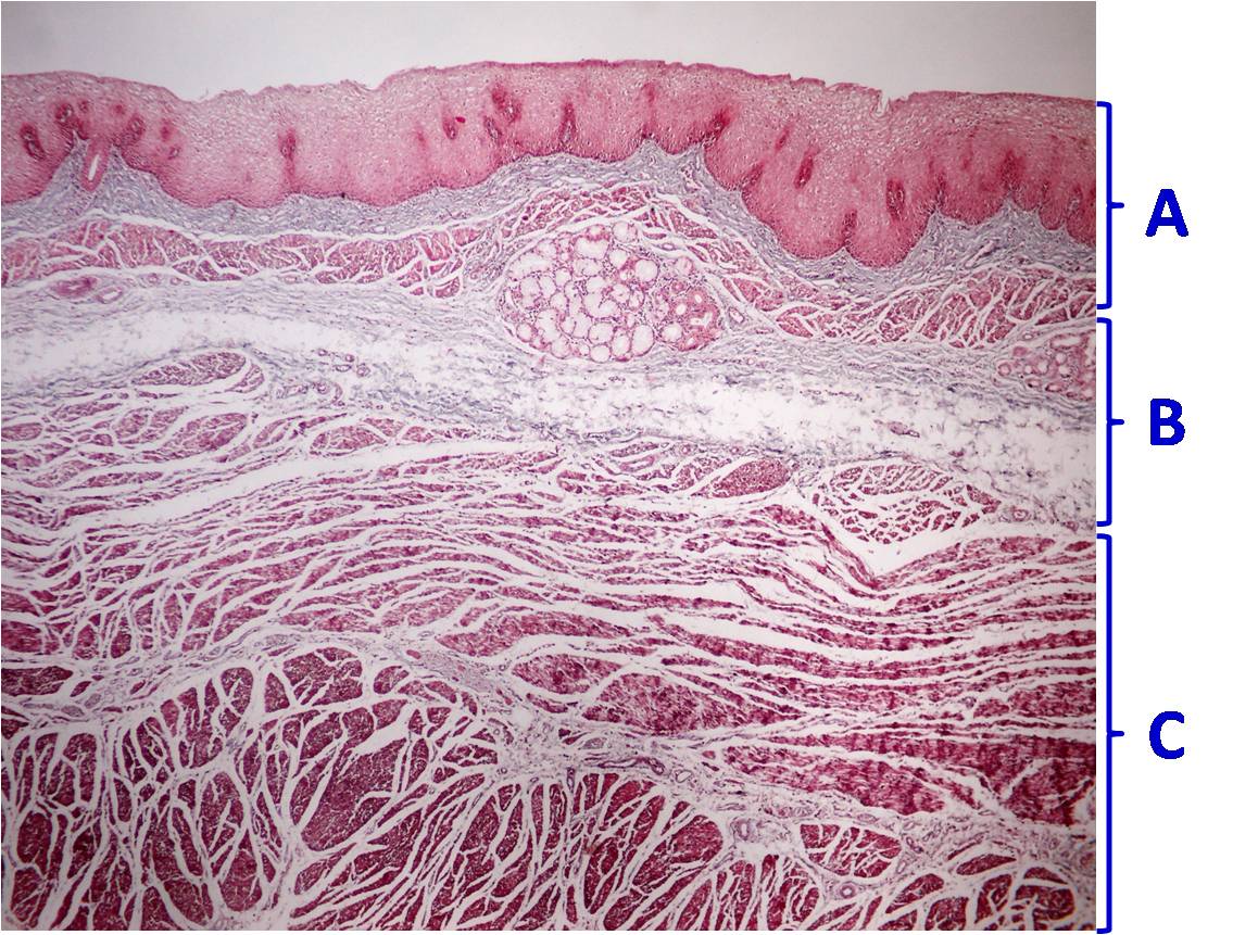 SOS BIOLOGIA CELULAR Y TISULAR: DIGESTIVO. ESOFAGO