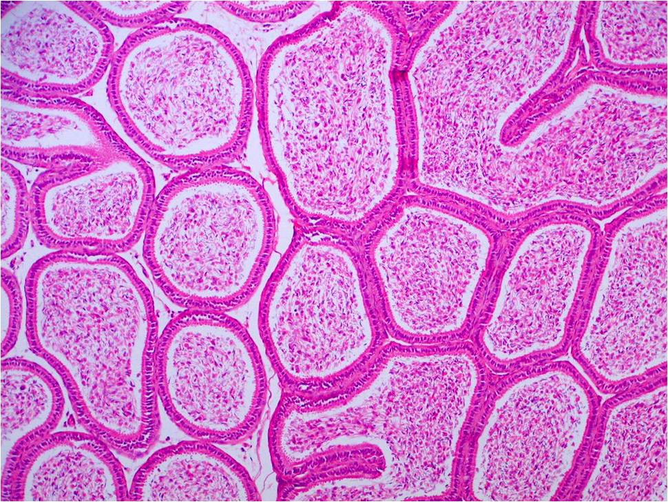 SOS BIOLOGIA CELULAR Y TISULAR: GENITAL MASCULINO