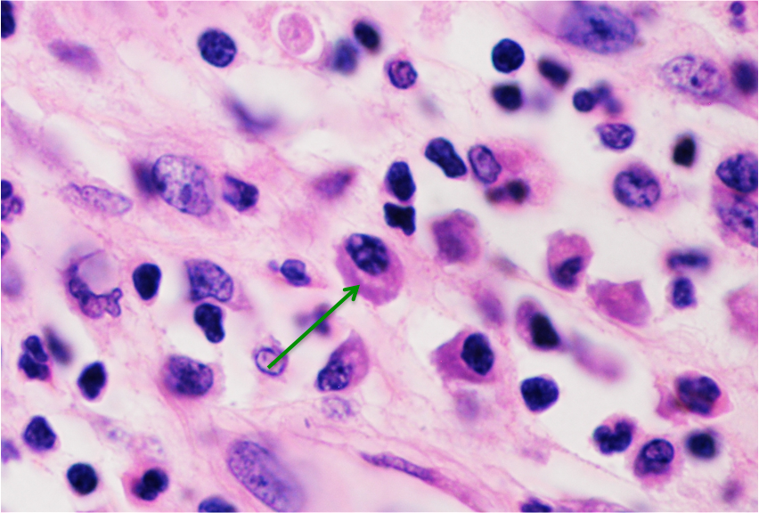 SOS BIOLOGIA CELULAR Y TISULAR: BIOLOGIA CELULAR. ORGANITOS 4