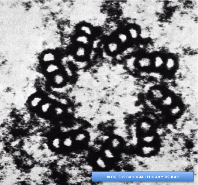 SOS BIOLOGIA CELULAR Y TISULAR: BIOLOGIA CELULAR. CENTRIOLO. Cell ...