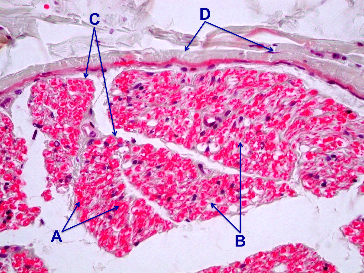 SOS BIOLOGIA CELULAR Y TISULAR: TEJIDO NERVIOSO. NERVIO PERIFERICO
