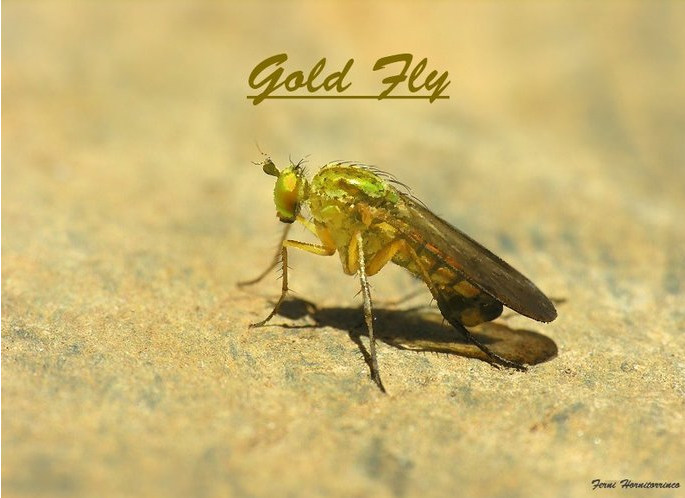 GoldFly