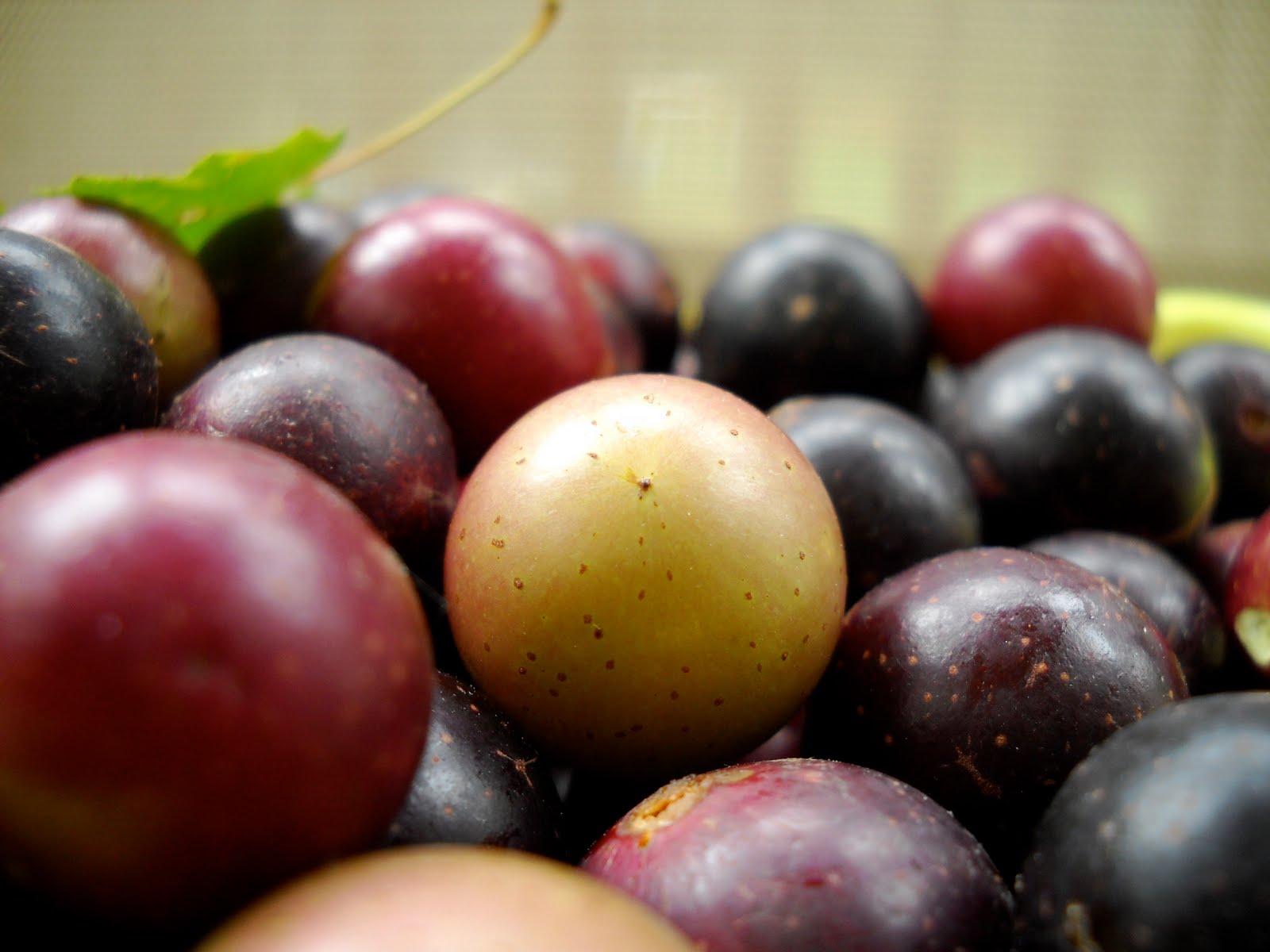 Confessions of a Sewciopath: for the love of muscadines