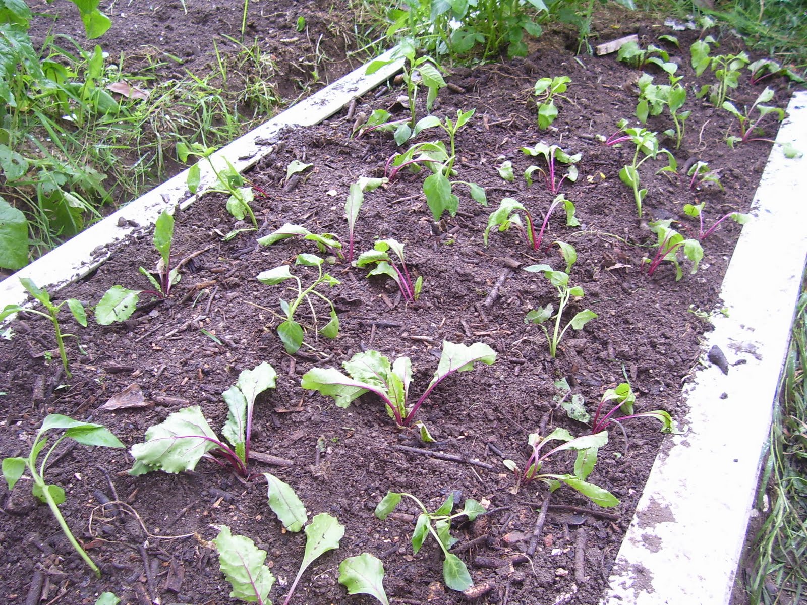 la plaza de mertesaker: Plantar rábanos (primera)