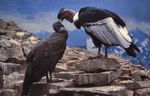 The Peruvian Backpacker - PerúEstilo.pe: The beautiful legend of the Condor