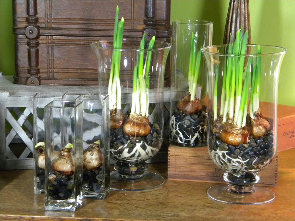 Wedding Flowers from Springwell: DIY Wedding Flowers: Paperwhites