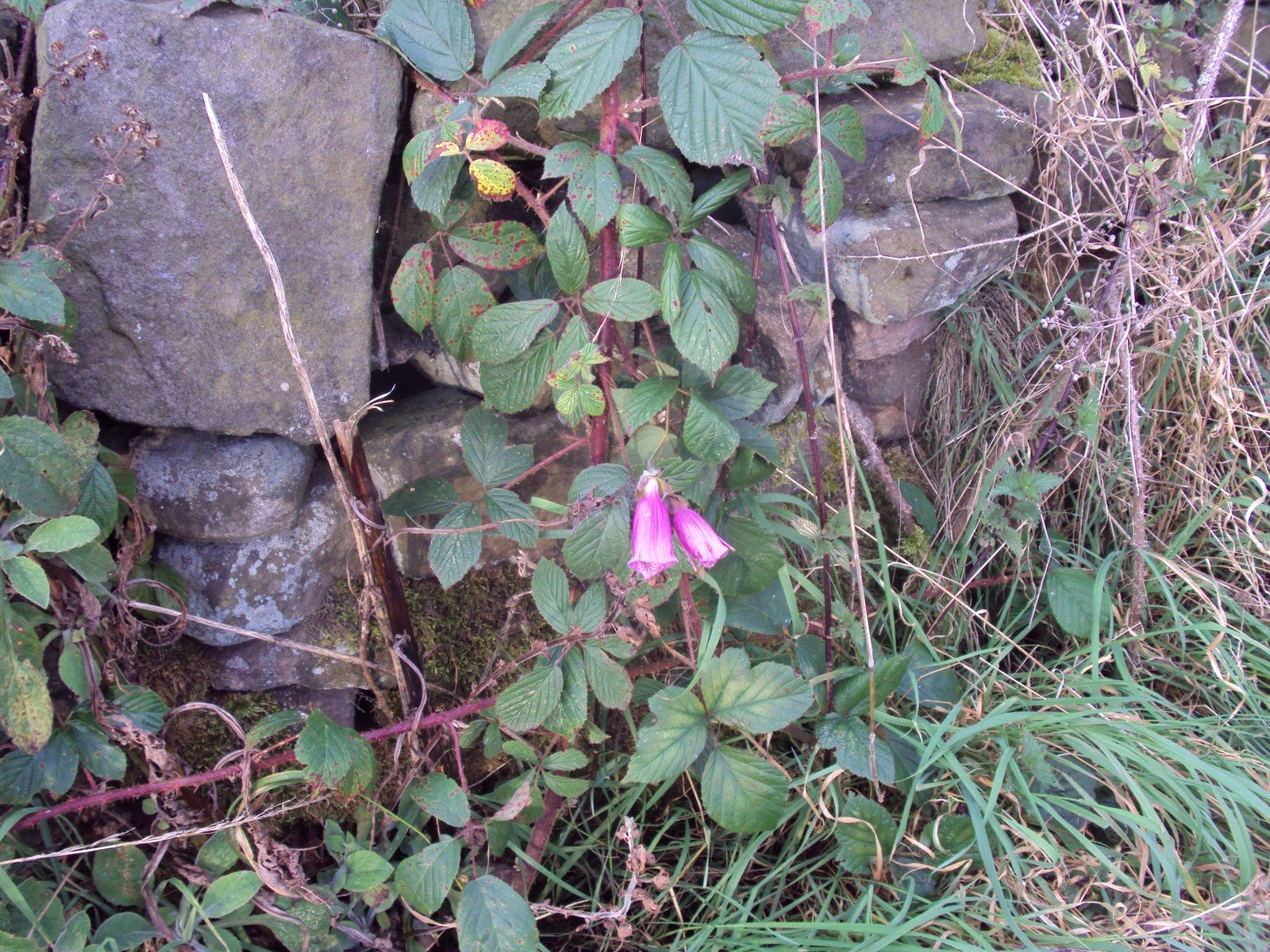 The Celtic Year: Abnoba and Autumn Equinox views of Lumsdale
