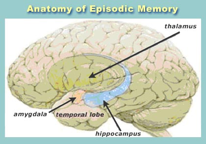 The Cambridge Wine Blogger: Building a taste memory