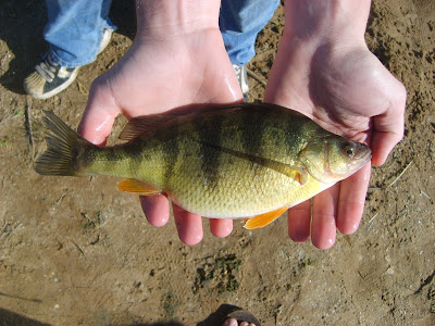 Herman Brothers Blog: Jumbo Yellow Perch Pictures