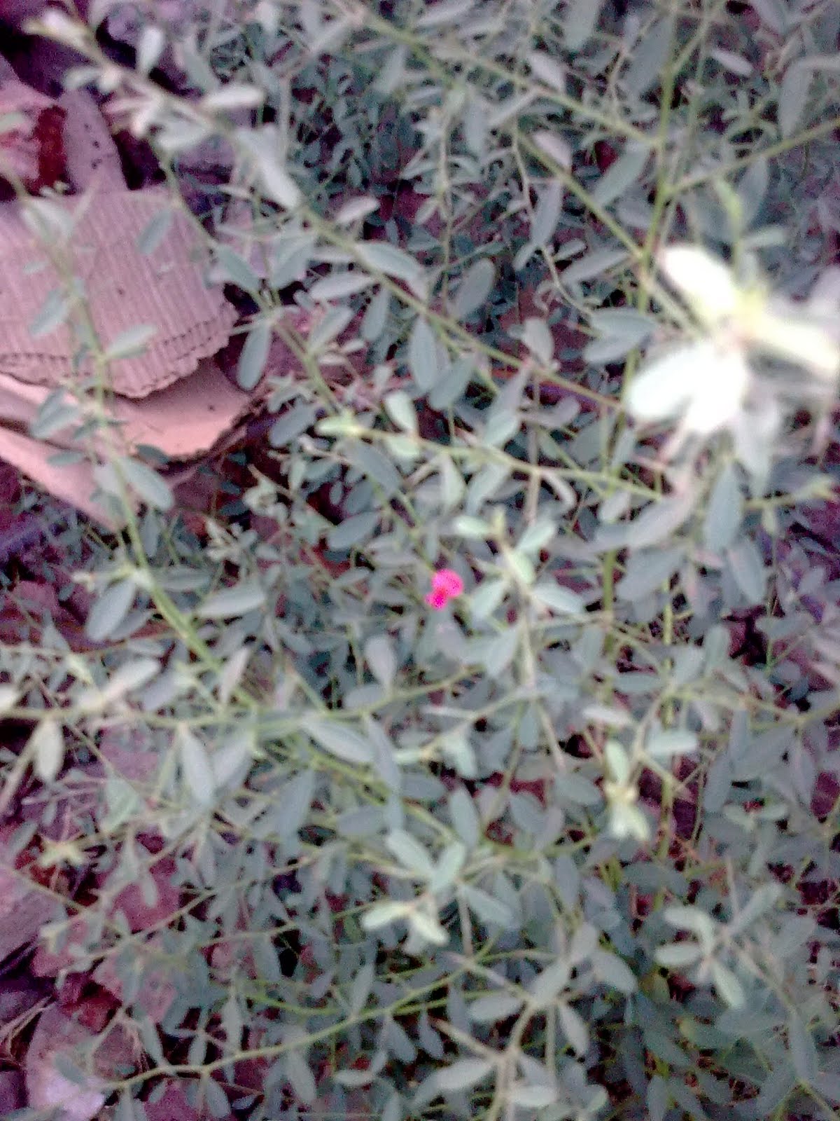 Single Ayurvedic Herbs : My Experience: Alhagi camelorum , Camel thorn ...