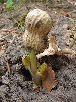 The latest dirt from my garden: Nuts over Peanuts!