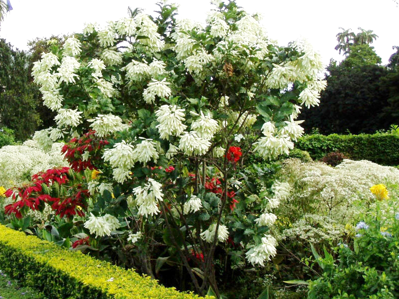 The latest dirt from my garden: Tropical Dogwood Virgin Tree