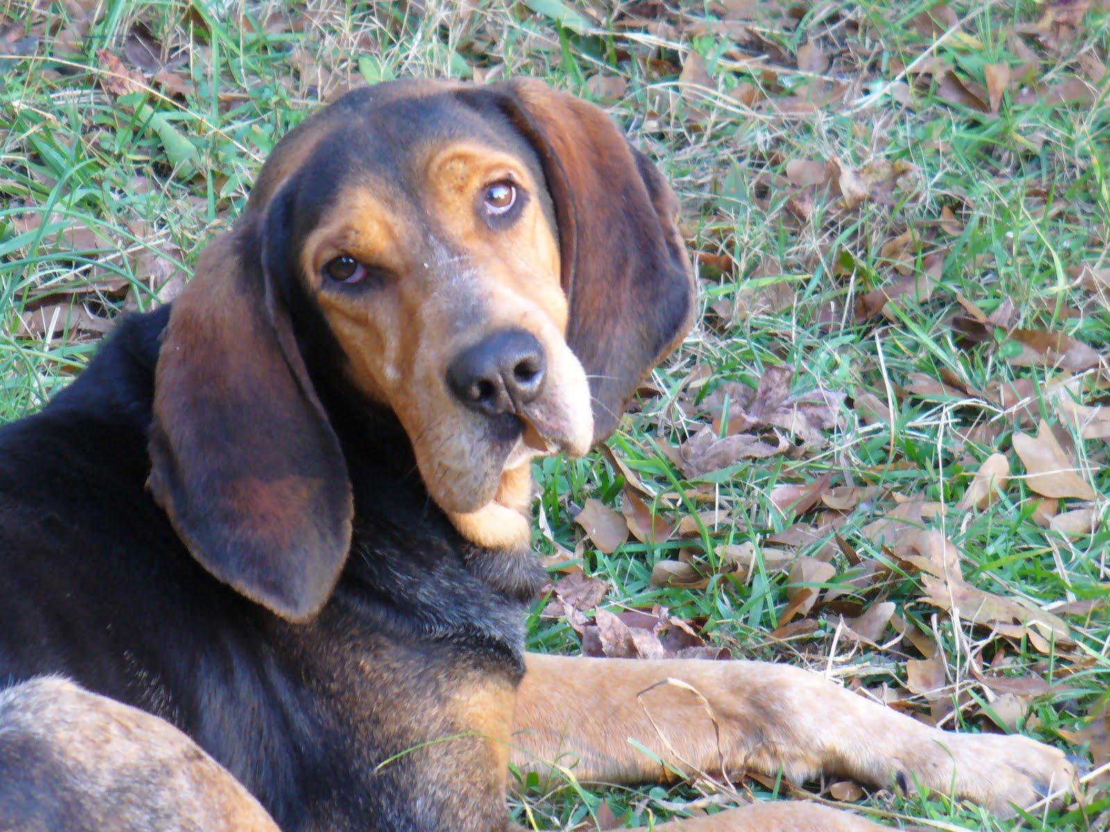 the rabbit hole: Is this your hound dog?