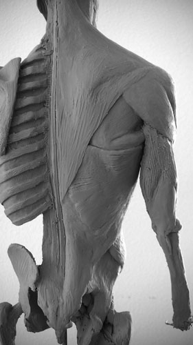 Sadie Valeri's Blog 2006-2010: Ecorche: Upper arm and some deep leg muscles