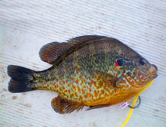 From Woodbury: Good Looking Fish