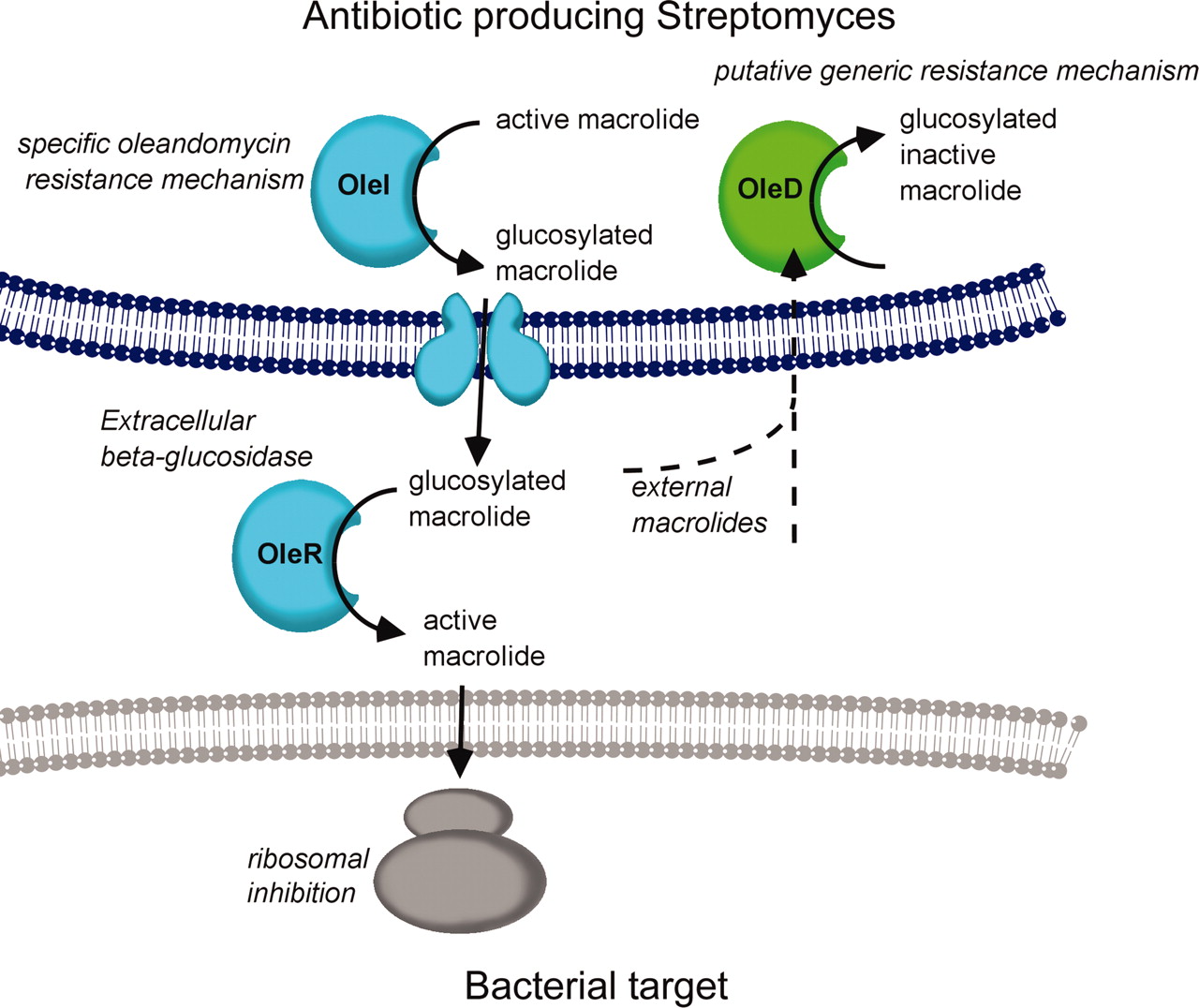 DOC Logic: Macrolide Resistance
