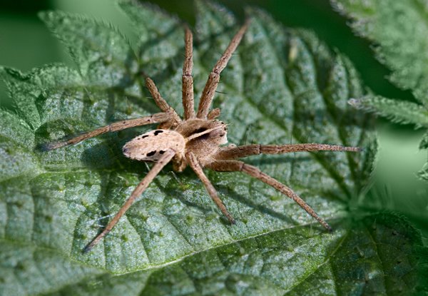 Beautiful fast moving spider in suffolk UK : r/whatsthisbug