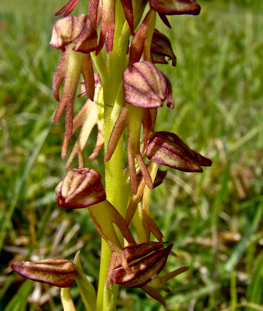 Ann Miles Blog: Man Orchid
