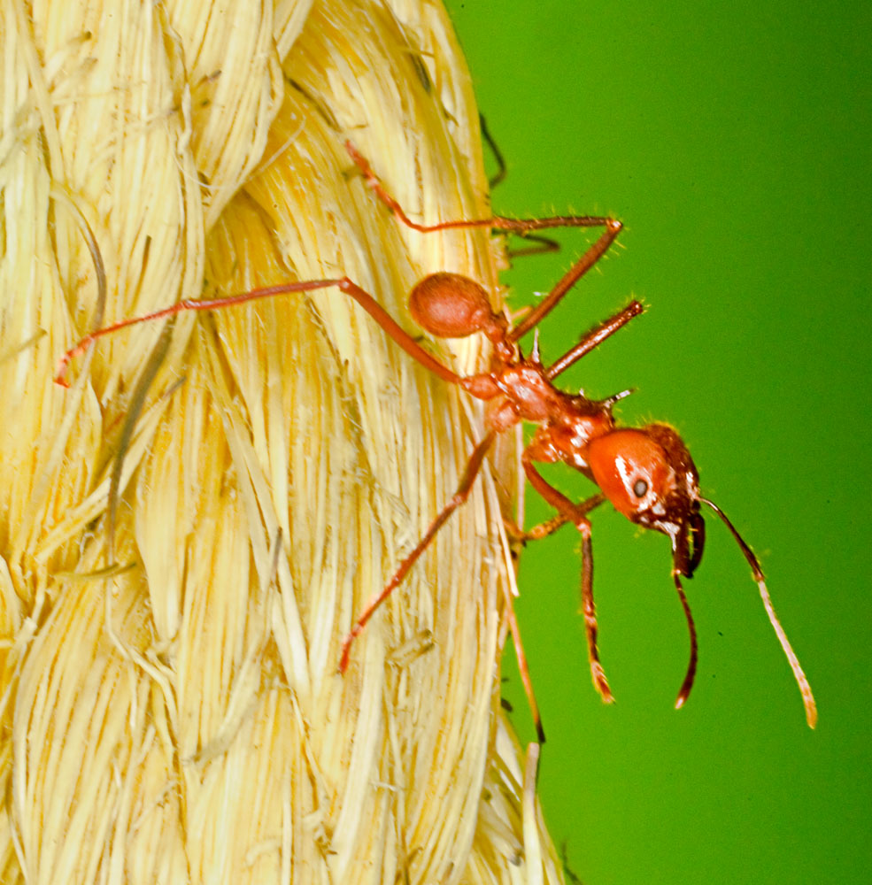 Ann Miles Photography: Leaf-cutter ants