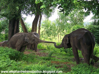 Elephant Reintroduction Foundation: Mor Kwan's Elephant Clinic: