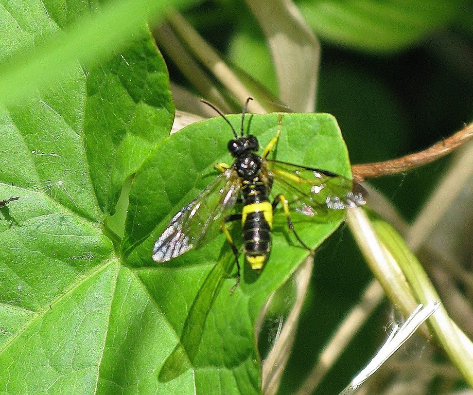 Loodusluup: Kärevere silla all