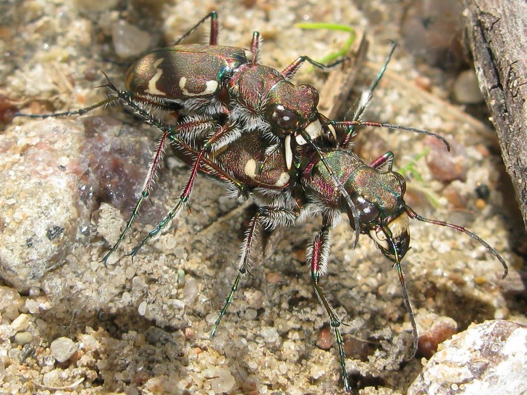 Loodusluup: Kärevere silla all