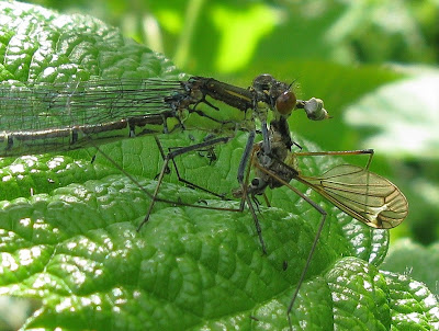 Loodusluup: Kärevere silla all