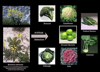 Bio Blog: Artificial Selection in Plants and Animals