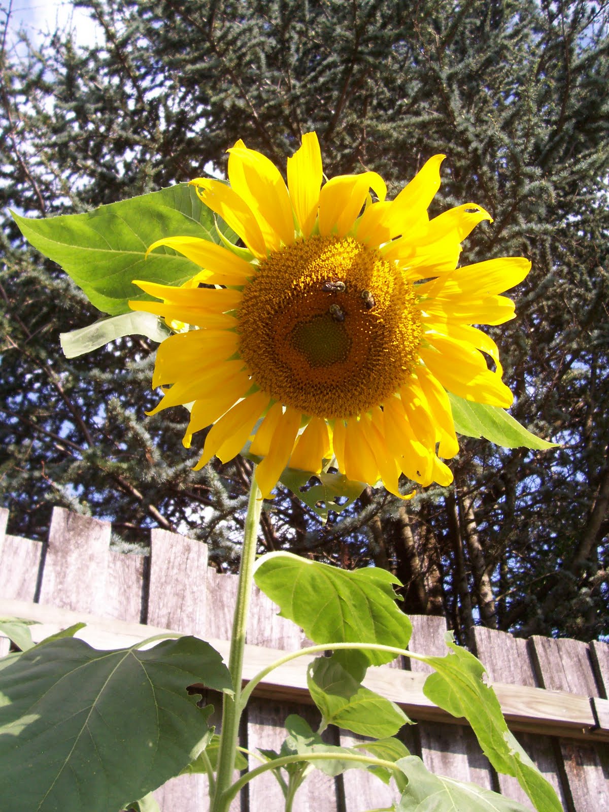 Blooming where I'm Planted: August Flowers