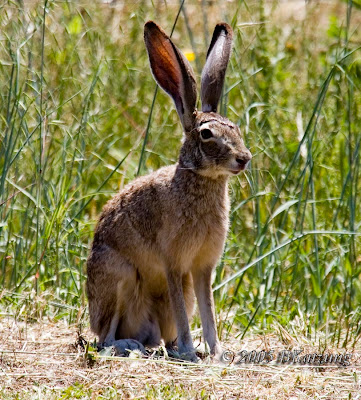 Adventure by City: Largest Jack Rabbits attraction of Permian Basin